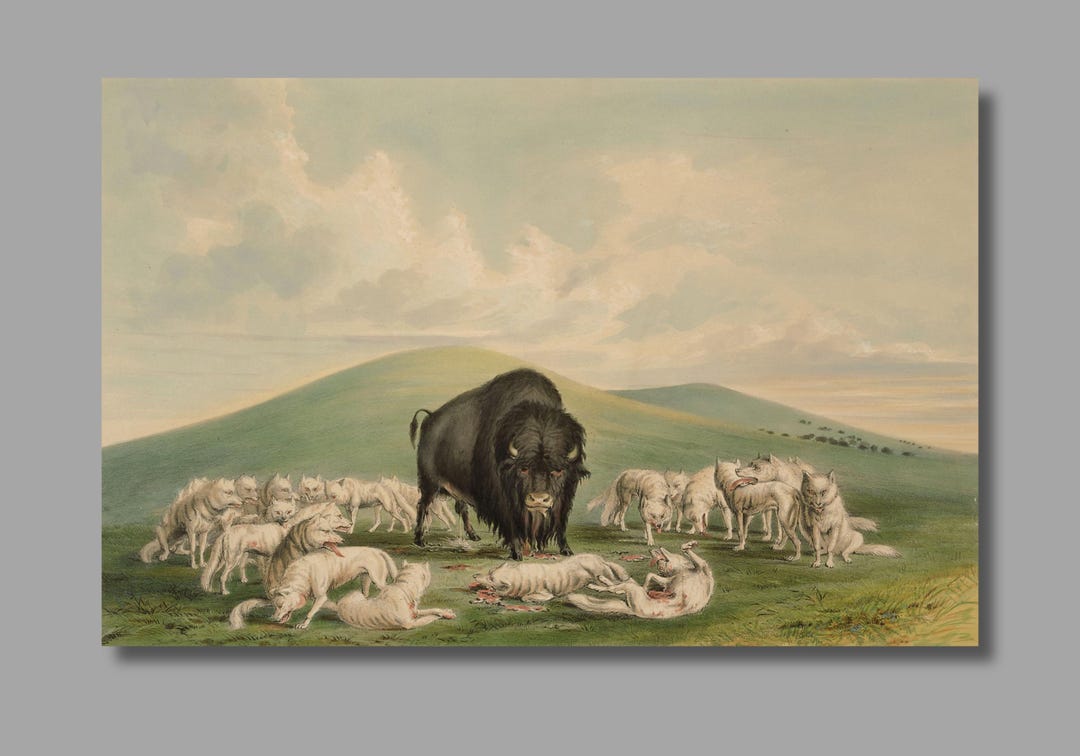 White Wolves Attacking a Buffalo Bull by George Catlin, Canvas Art ...