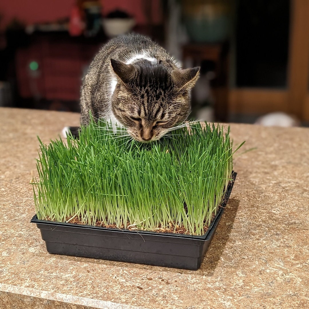 10x10 Cat Grass Grow Kit: Fast Growing Race Horse Oats - Etsy