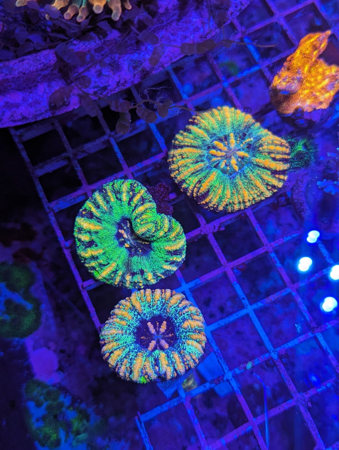 3 Pack Ultra Button Scoly - Etsy