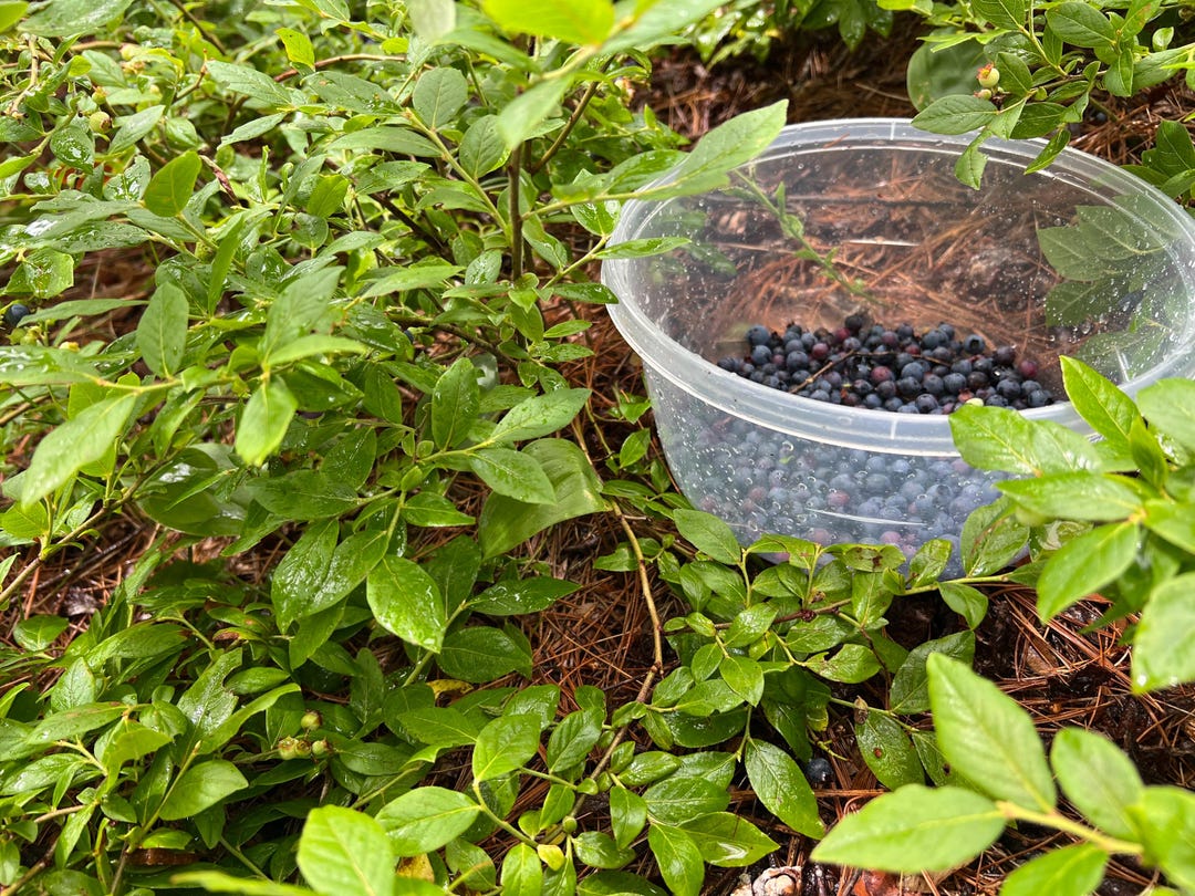 Wild Lowbush Blueberry Seeds: Native Canadian Organic Perennial Fruit ...