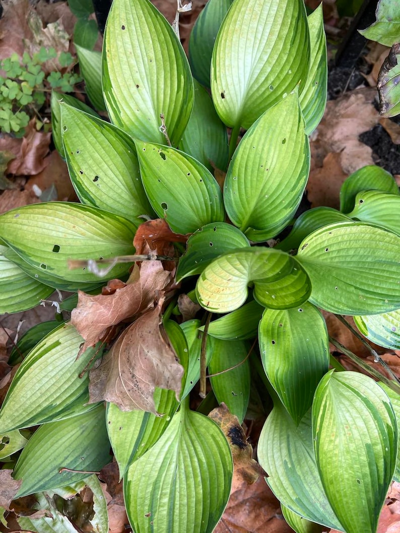 Canadian Hosta Seeds 40+ Hardy Perennials, Shade Garden, Hand-harvested ...