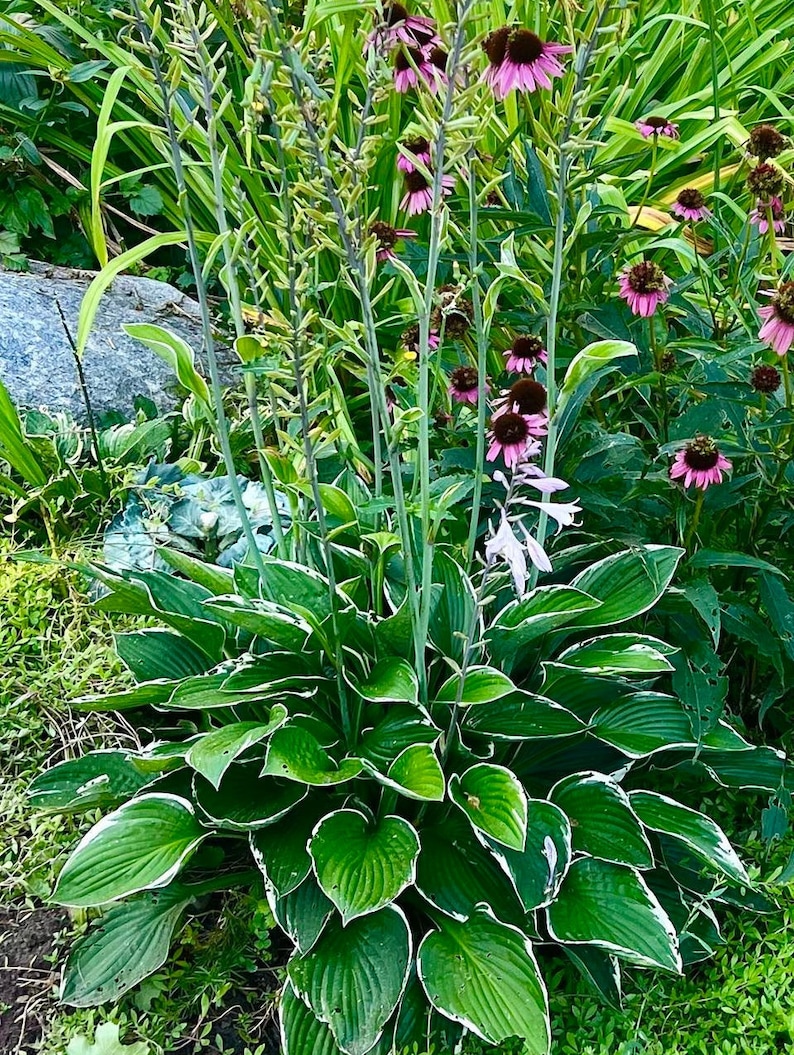 Canadian Hosta Seeds 40+ Hardy Perennials, Shade Garden, Hand-harvested ...