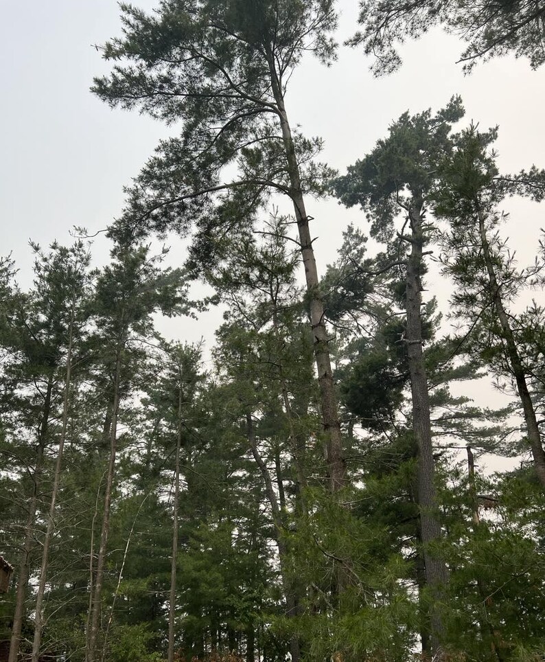 Eastern White Pine Seeds - Hardy Canadian Wild Grown Native Tree ...
