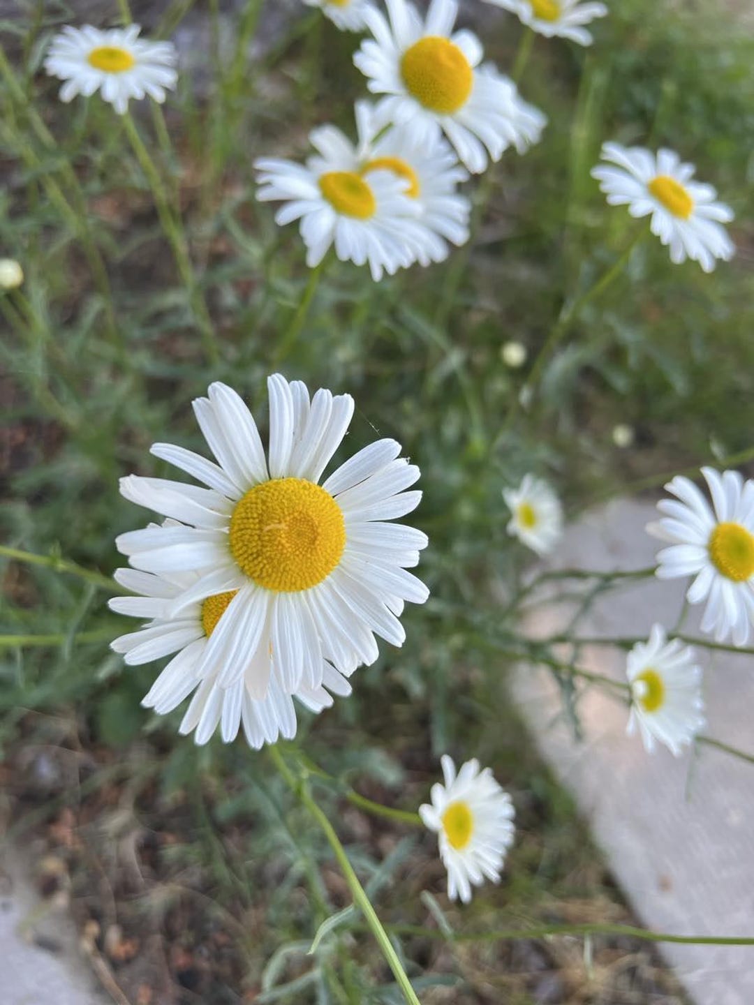 Oxeye Daisy Seeds - Creeping Daisy - Leucanthemum Vulgare - Whiteweed ...