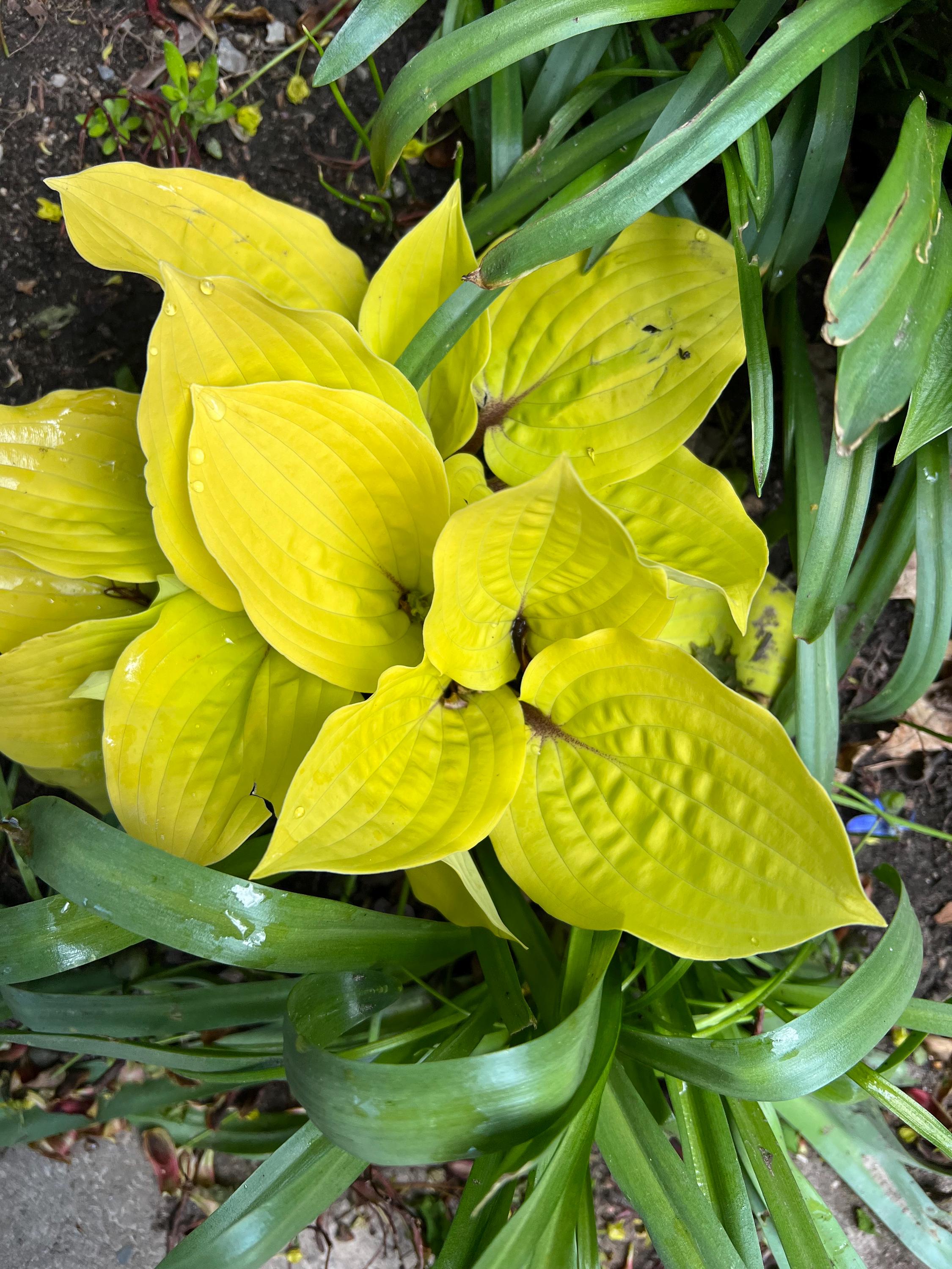Canadian Hosta Seeds 40+ Hardy Perennials, Shade Garden, Hand-harvested ...