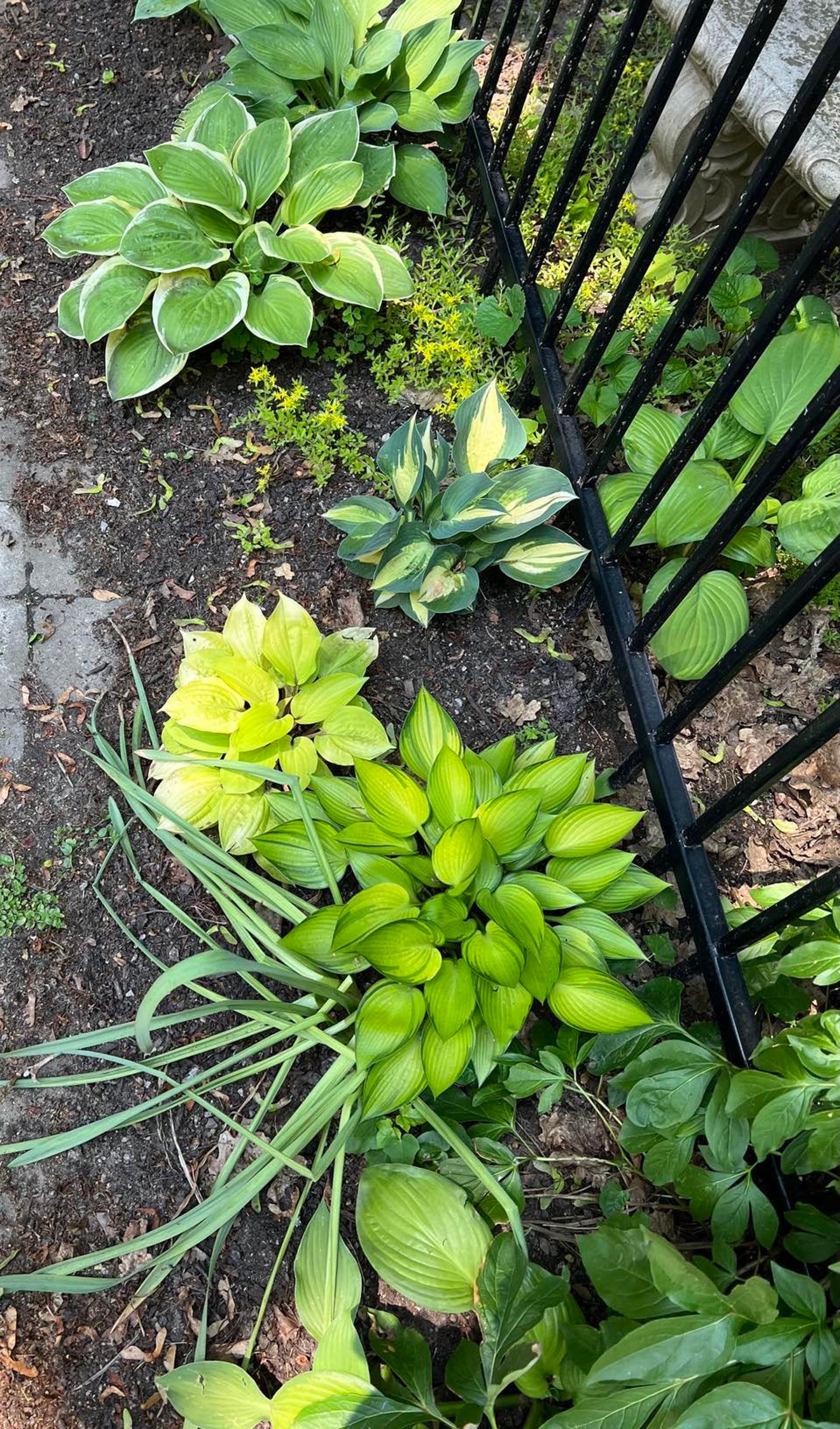 Canadian Hosta Seeds 40+ Hardy Perennials, Shade Garden, Hand-harvested ...