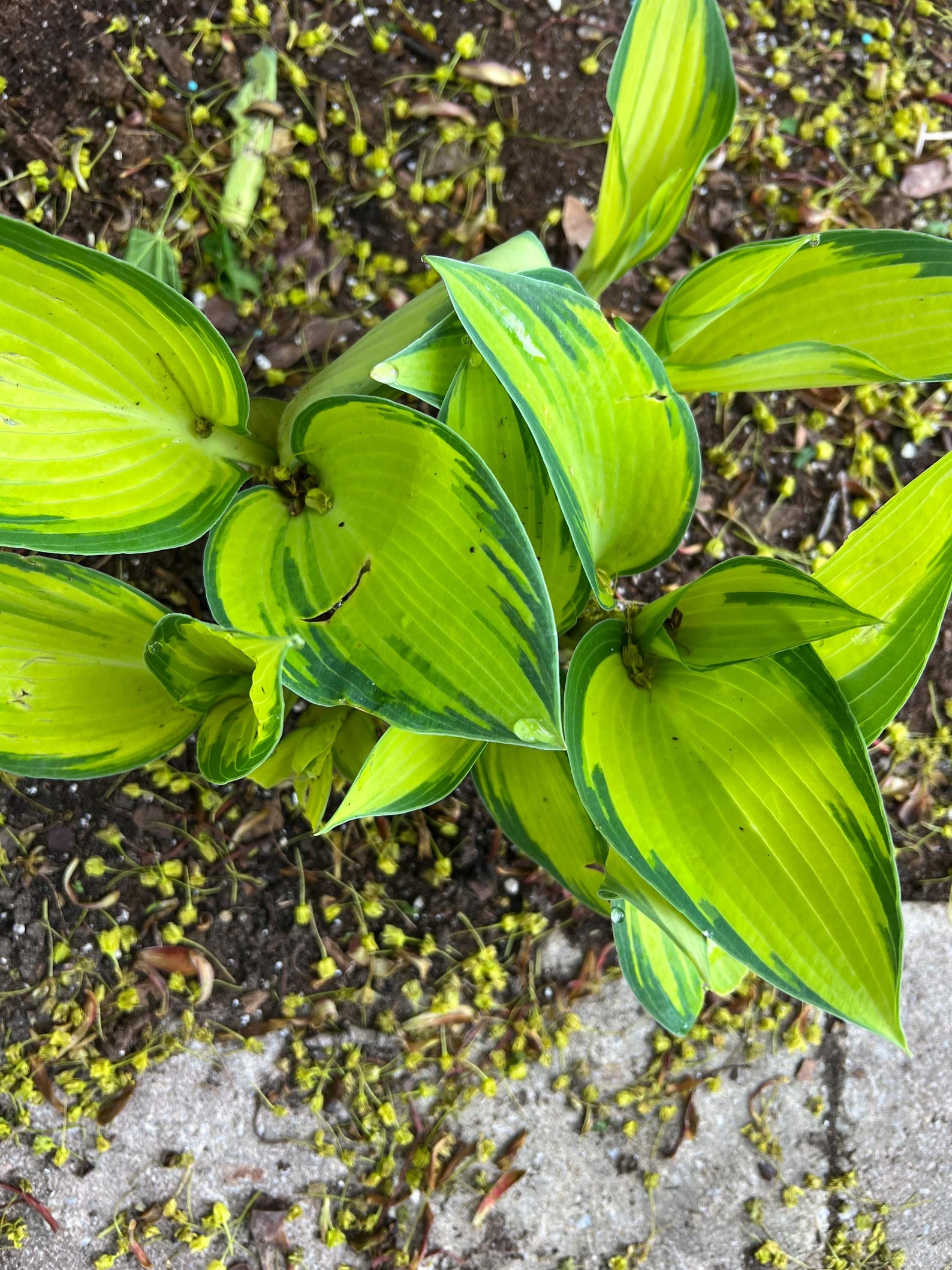Canadian Hosta Seeds 40+ Hardy Perennials, Shade Garden, Hand-harvested ...