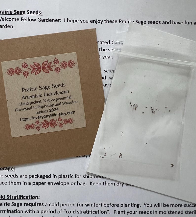 White Sage Seeds - Hardy Canadian Native Open Pollinated Perennial Wildflower - 25 Seeds Prairie ...