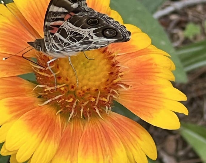 Wild Prairie Marigold Seeds Canada, Native Yellow Wild Flower, Dyssodia ...