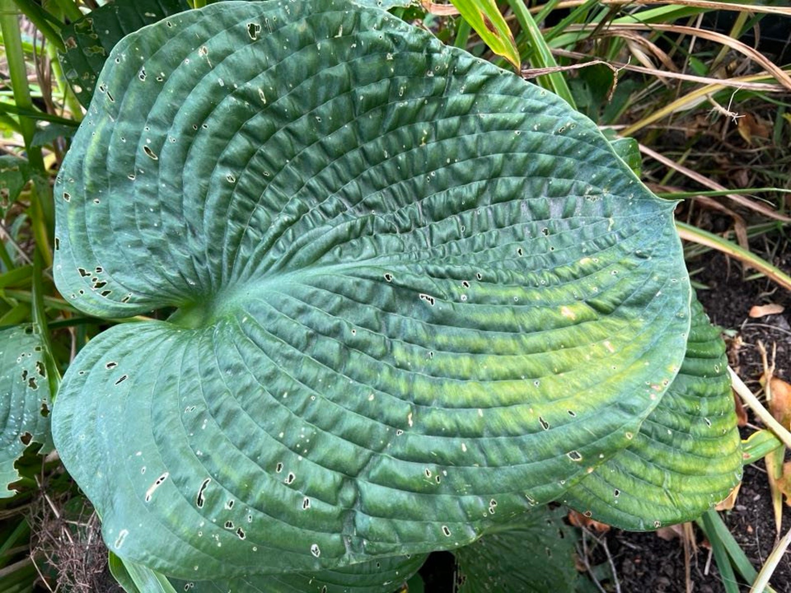 Canadian Hosta Seeds 40+ Hardy Perennials, Shade Garden, Hand-harvested ...