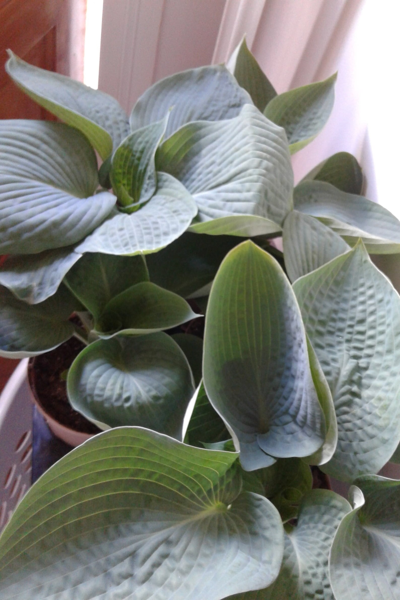 Canadian Hosta Seeds 40+ Hardy Perennials, Shade Garden, Hand-harvested ...