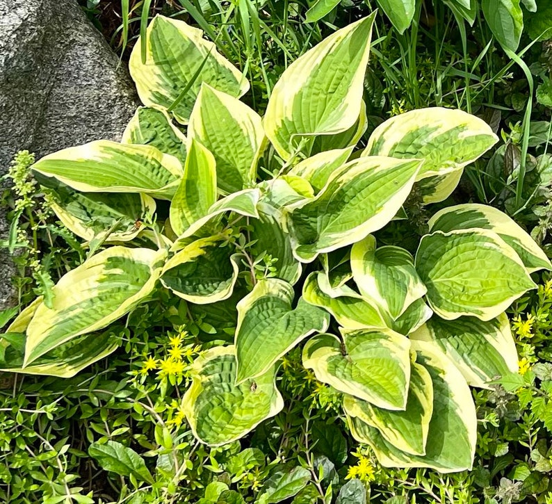 Canadian Hosta Seeds 40+ Hardy Perennials, Shade Garden, Hand-harvested ...