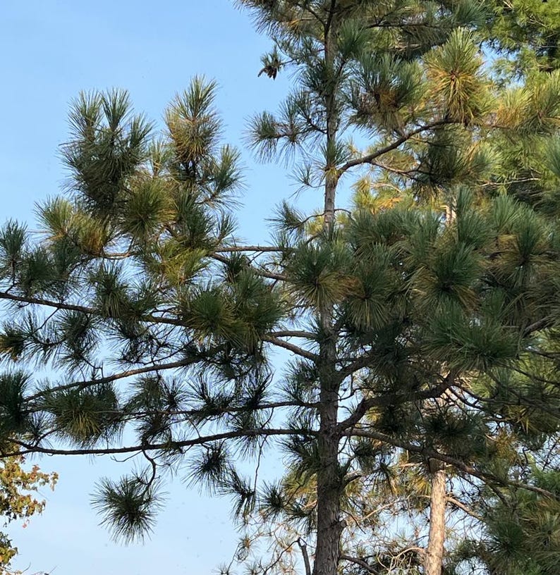 Eastern White Pine Seeds - Hardy Canadian Wild Grown Native Tree ...