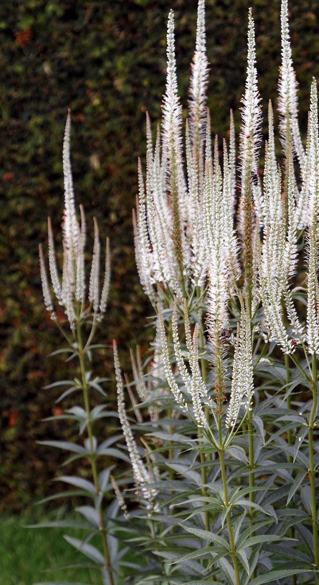 Culver’s Root Seeds – Handpicked From Our Nipissing Ontario Gardens ...
