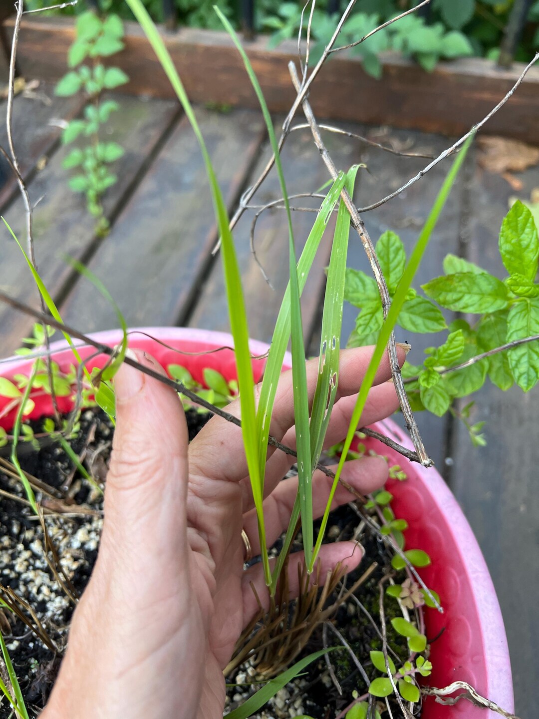 Sweetgrass Seeds - Hierochloe Odorata - Sweet Grass - Hardy Canada ...