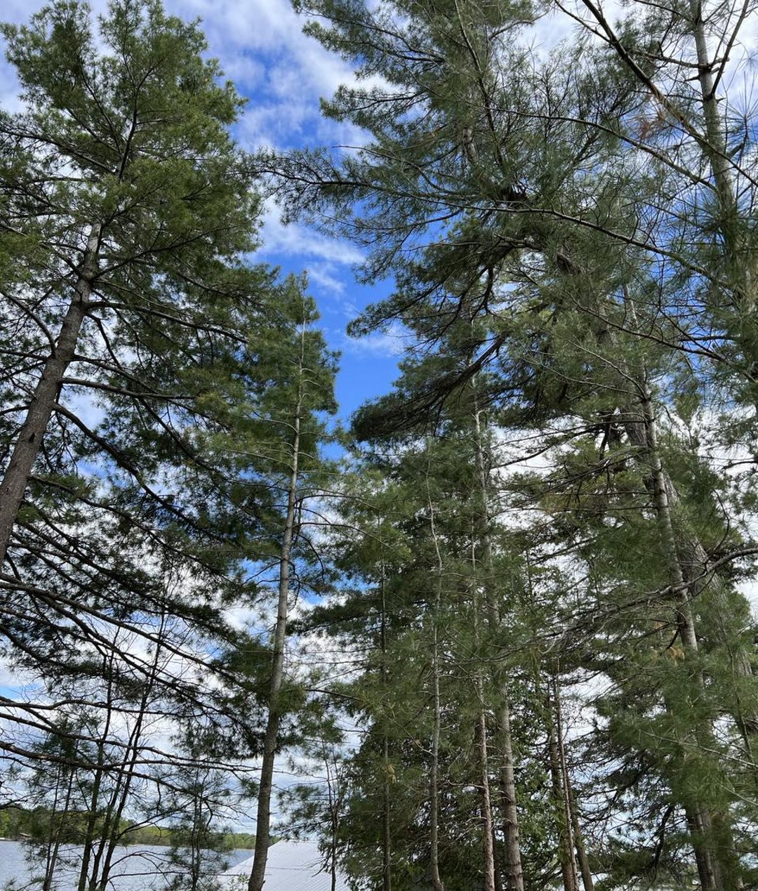 Eastern White Pine Seeds - Hardy Canadian Wild Grown Native Tree ...