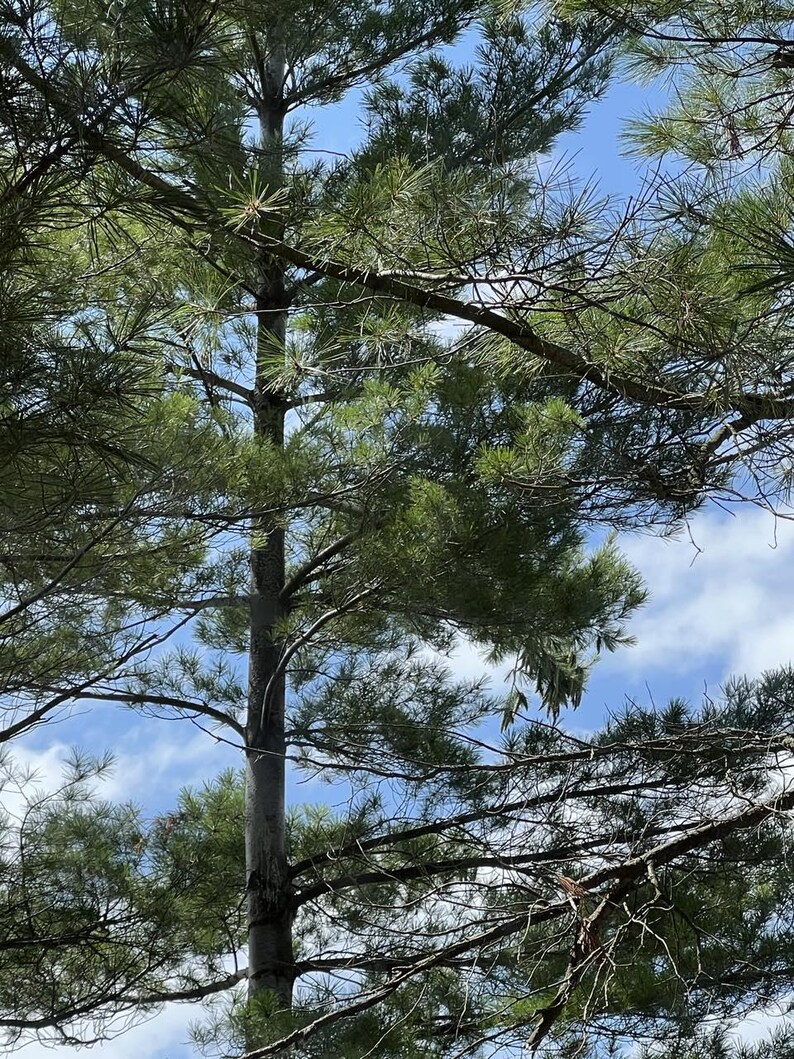 Eastern White Pine Seeds - Hardy Canadian Wild Grown Native Tree ...