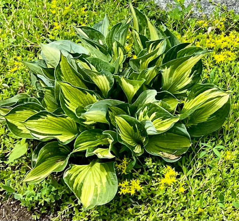 Canadian Hosta Seeds 40+ Hardy Perennials, Shade Garden, Hand-harvested ...