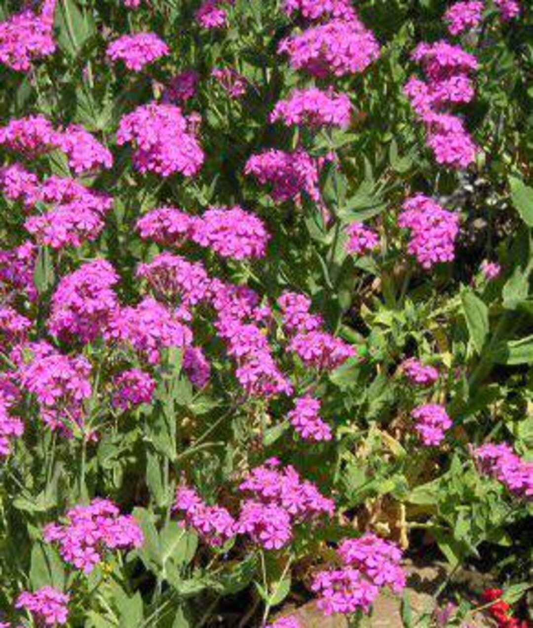 Catchfly Seeds (silene Armeria) – 40 Seeds – Easy-to-grow Naturalized ...