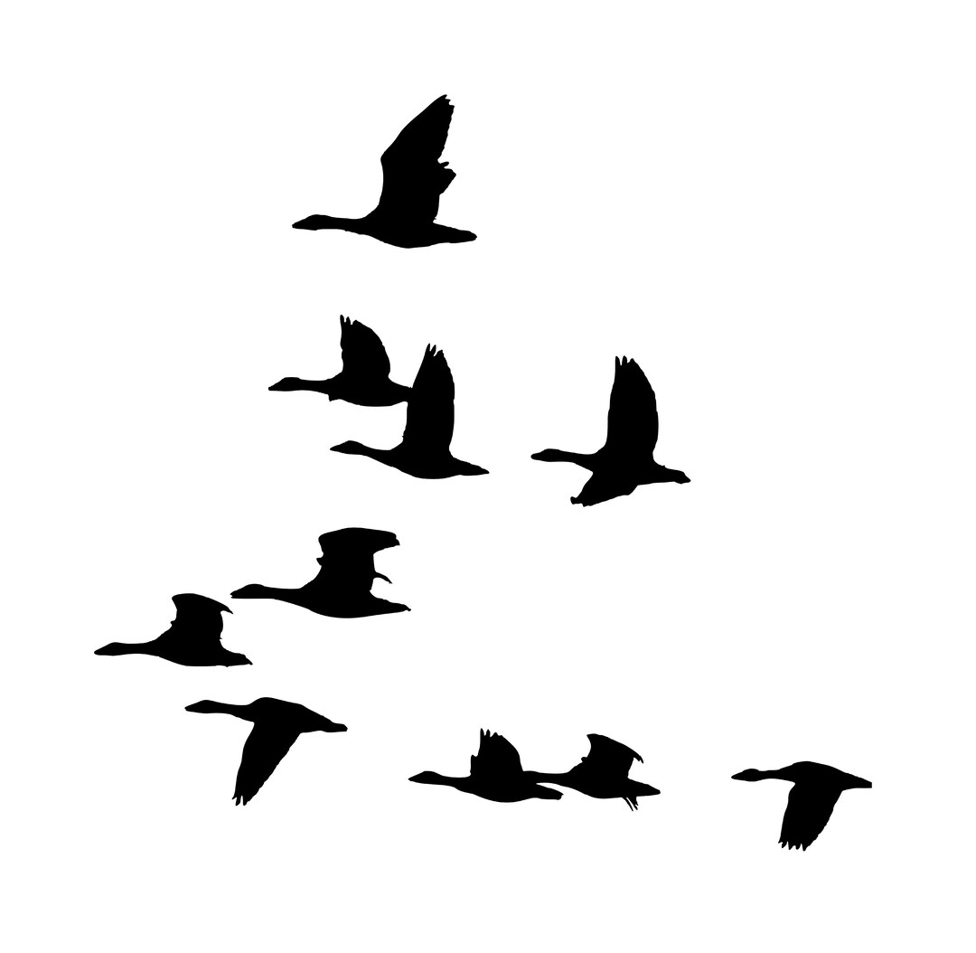 Flock of Geese | Graphic Design | Black & White Digital Download | PNG ...