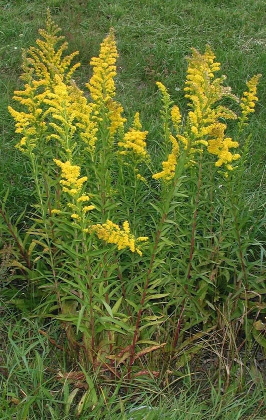 50 Seaside Goldenrod Seeds Solidago Sempervirens Organic Fresh - Etsy