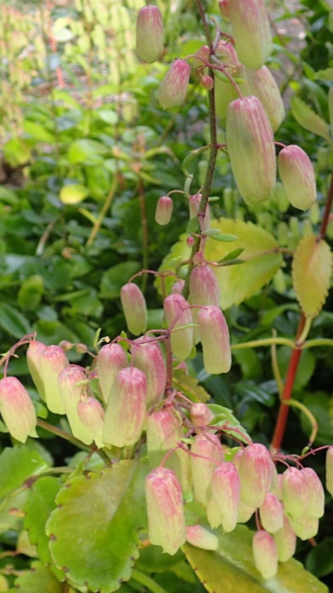 7 Live Leaf of Life Leaves for Propagating Cathedral Bells Edible ...