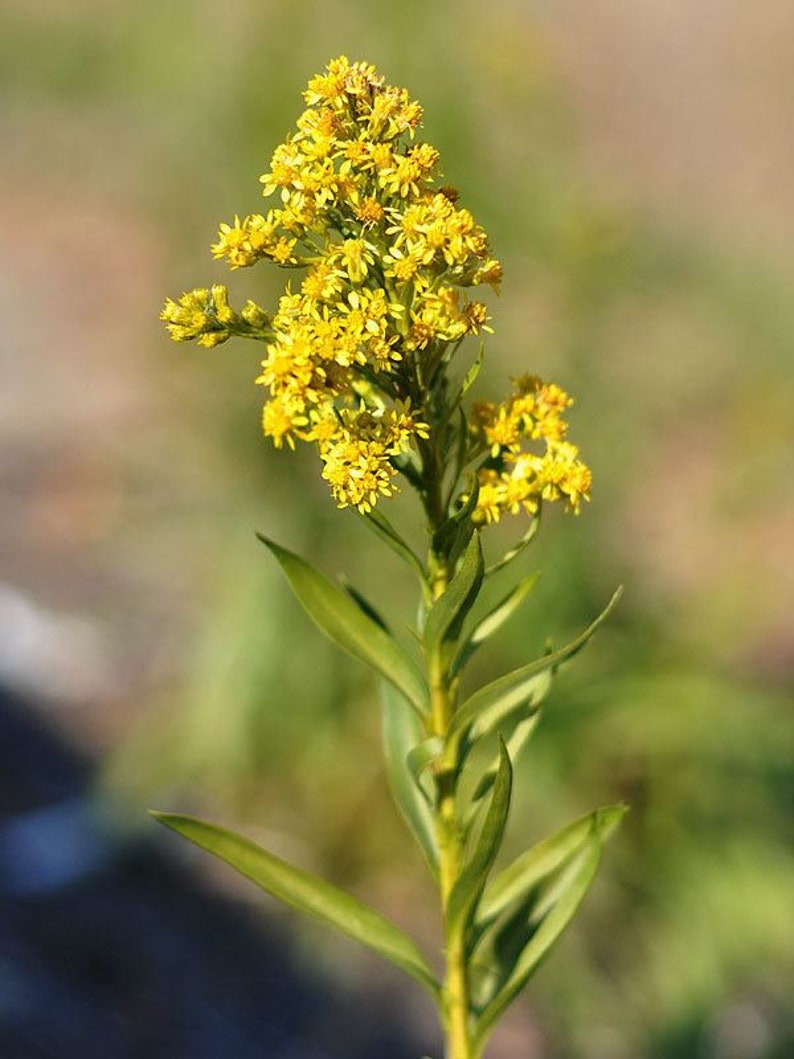 50 Seaside Goldenrod Seeds Solidago Sempervirens Organic Fresh - Etsy