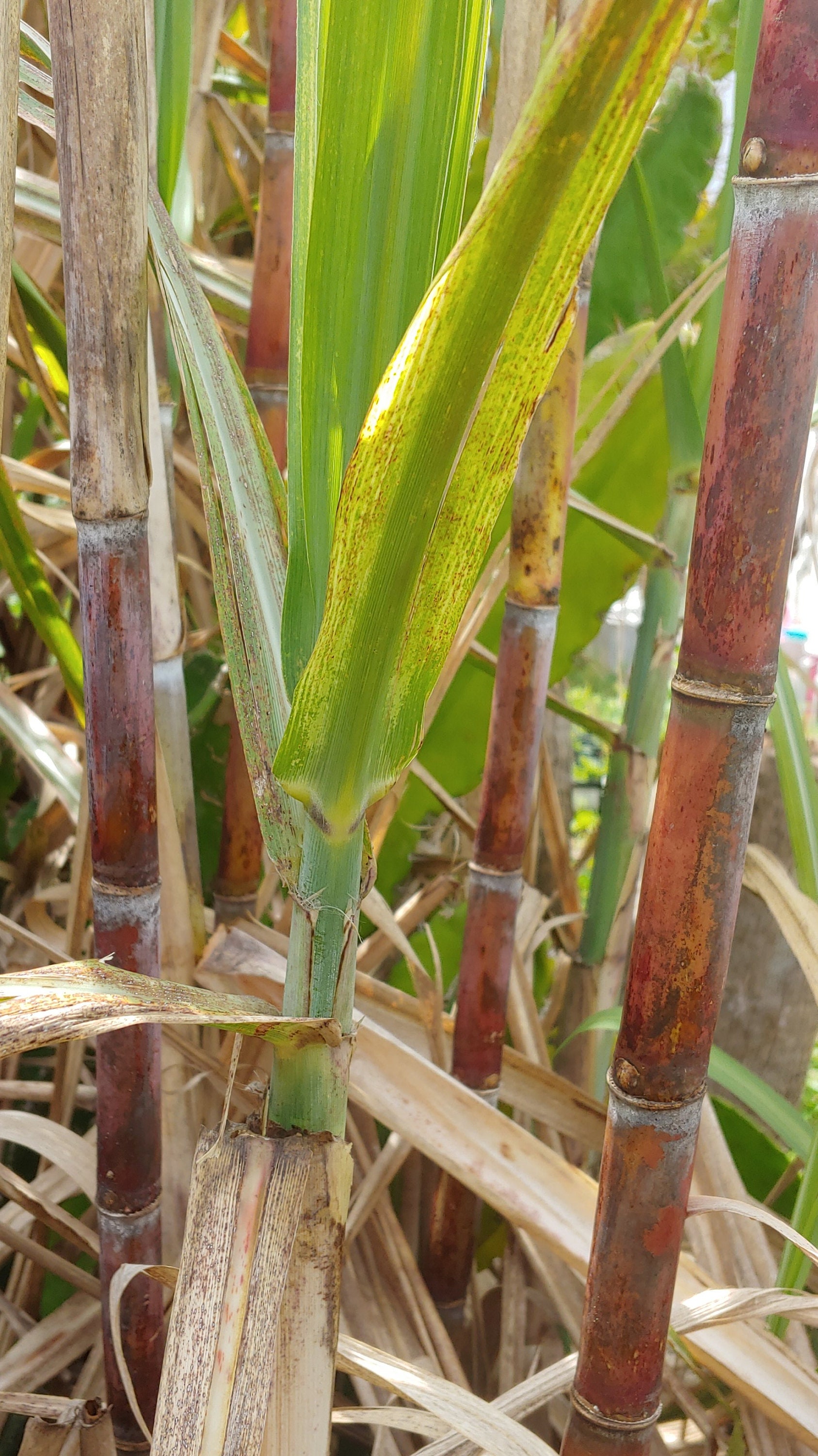 3 Fresh Live Sugar Cane Cuttings 8" Edible Plant Project Multipurpose ...