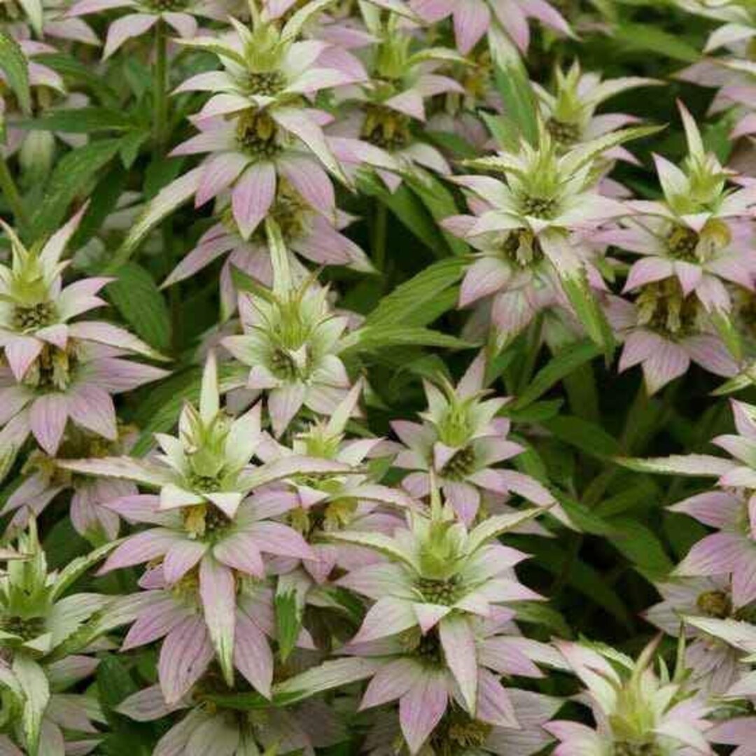 Spotted Beebalm Horsemint Monarda Punctata 50 Seeds - Etsy