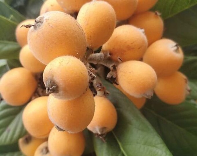8 Fresh Loquat Seeds Japanese Plum Eriobotrya Japonica Organic Free ...
