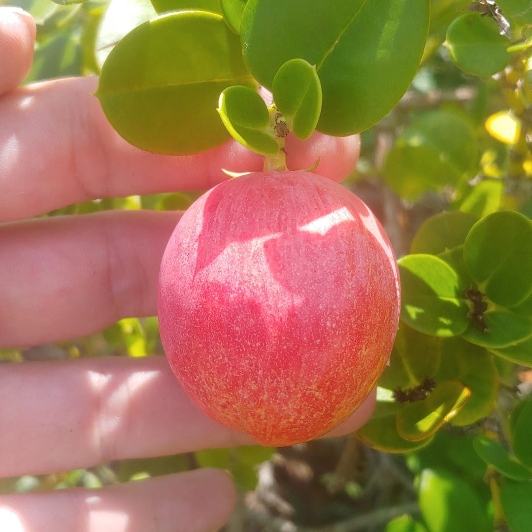 Natal Plum Cuttings, 6" Fresh Carissa Macrocarpa, Zones 9-11 - Etsy