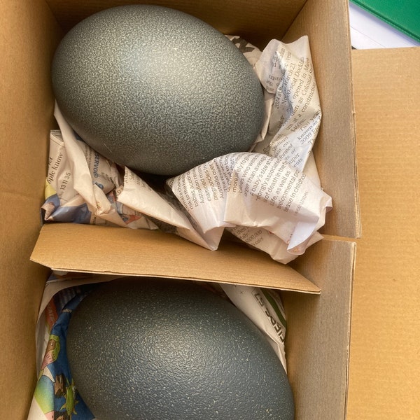 Emu Egg - Etsy