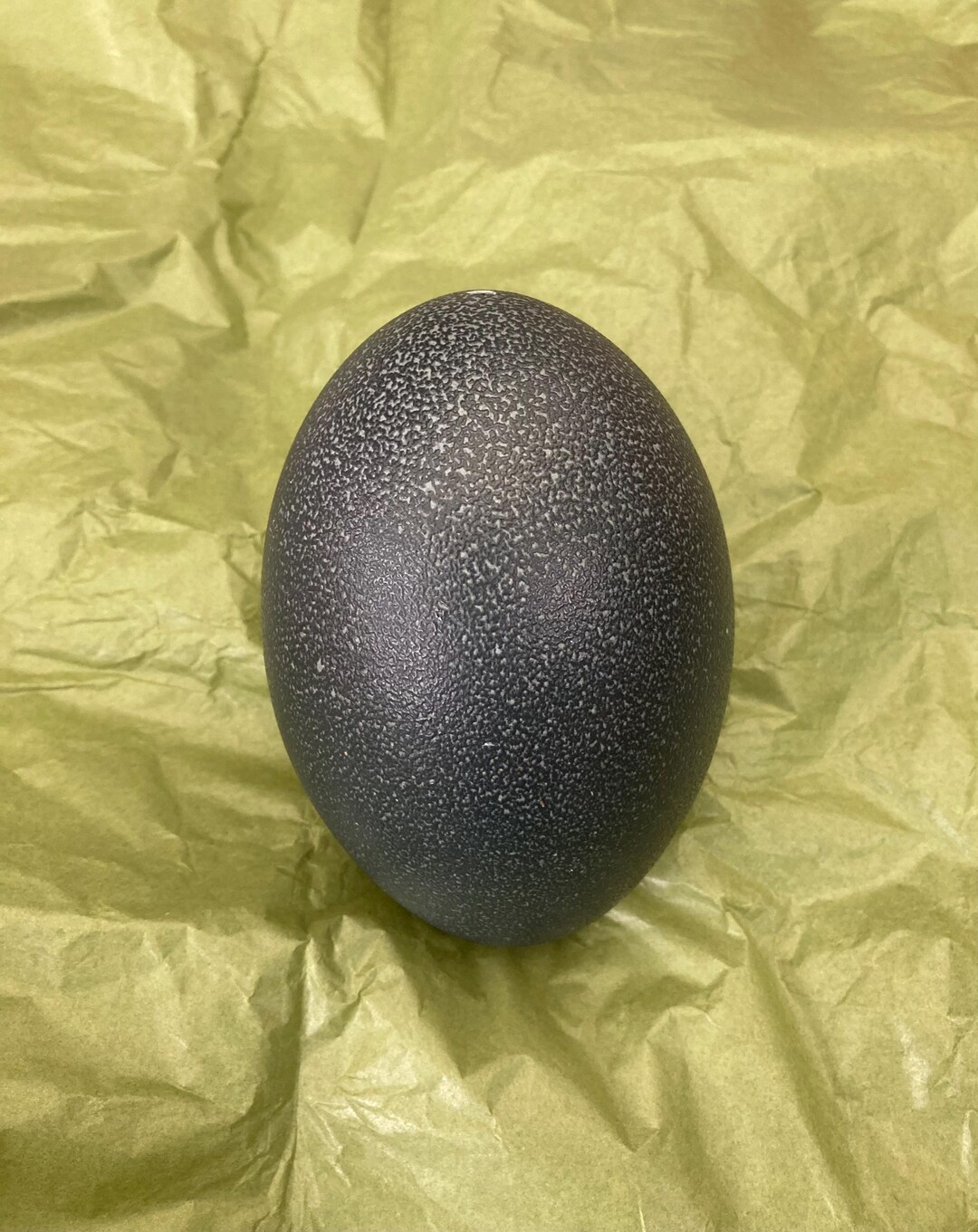 Australian Emu Eggs -1 Egg - Blown and Cleaned Eggs. - Etsy