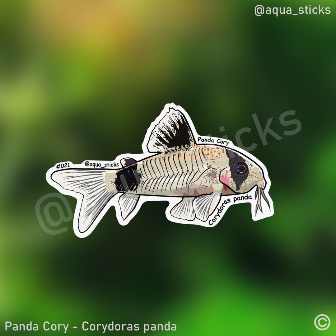 Panda Cory - Vinyl Sticker - Etsy