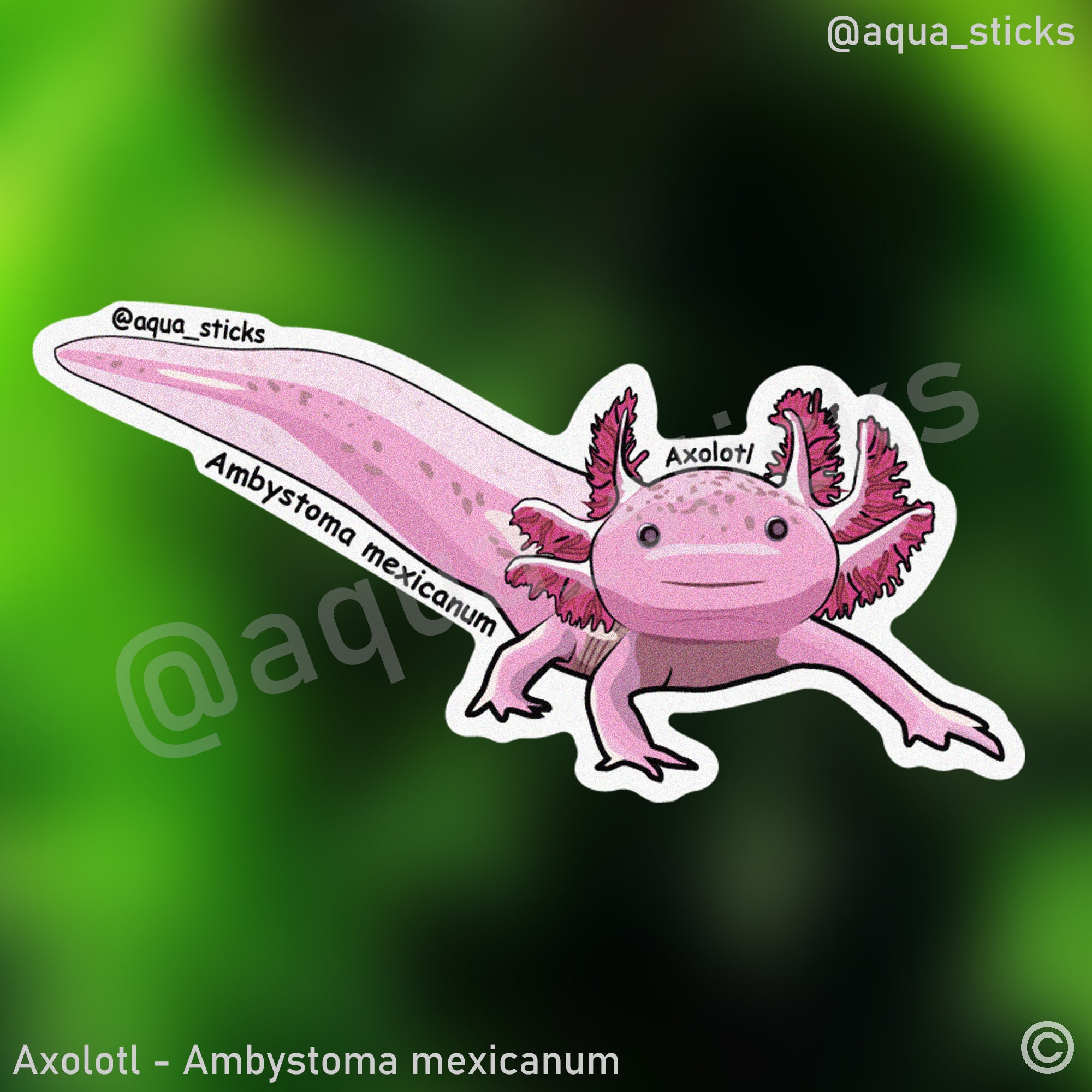 Axolotl - Vinyl Sticker - Etsy