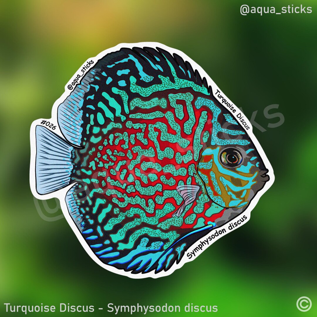 Turquoise Discus - Vinyl Fish Sticker - Etsy