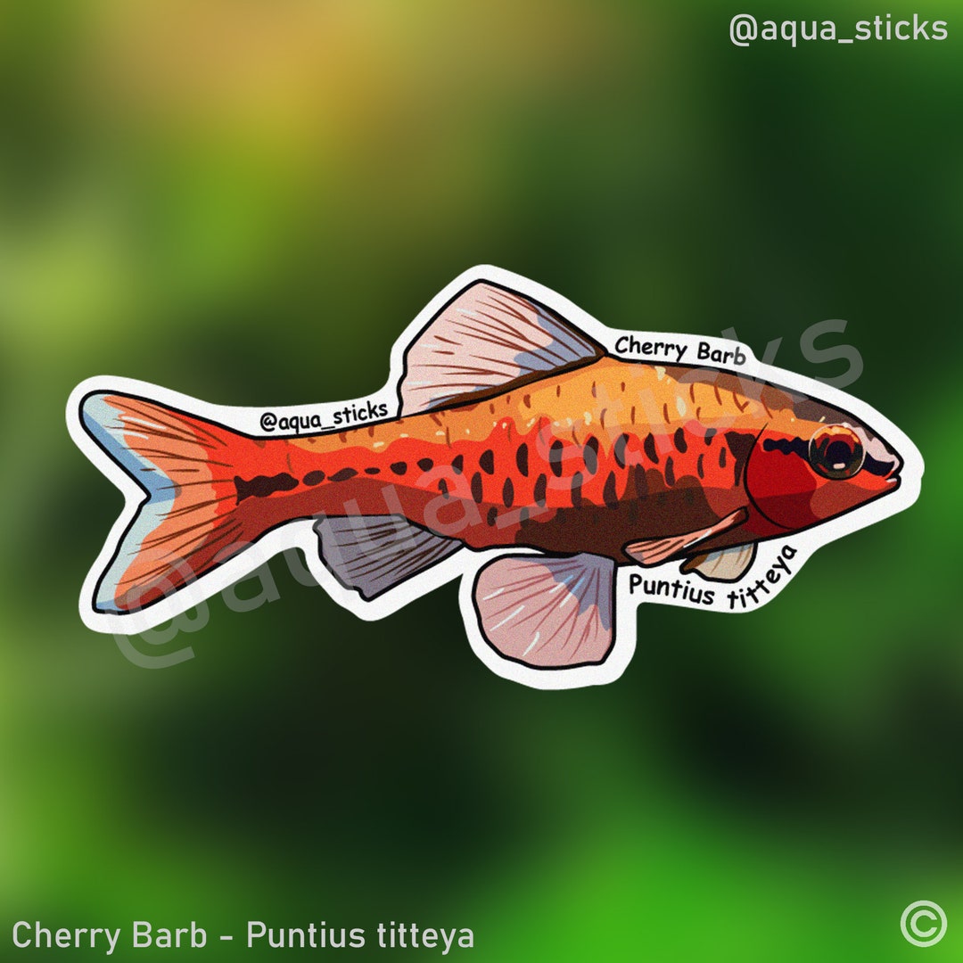 Cherry Barb - Vinyl Sticker - Etsy