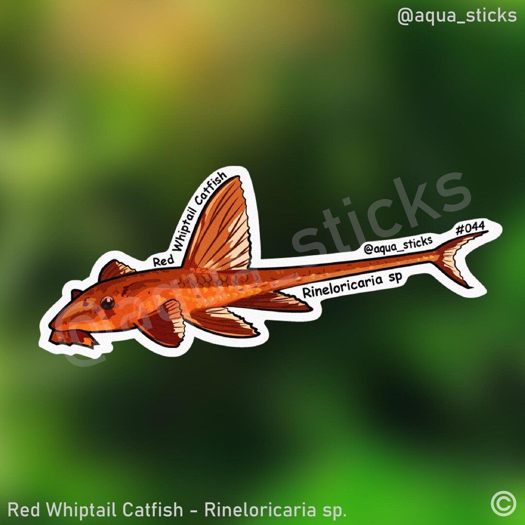 Red Whiptail Catfish - Vinyl Sticker - Etsy