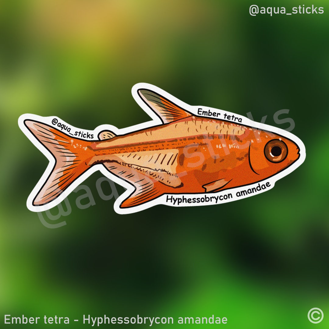 Ember Tetra - Vinyl Sticker - Etsy