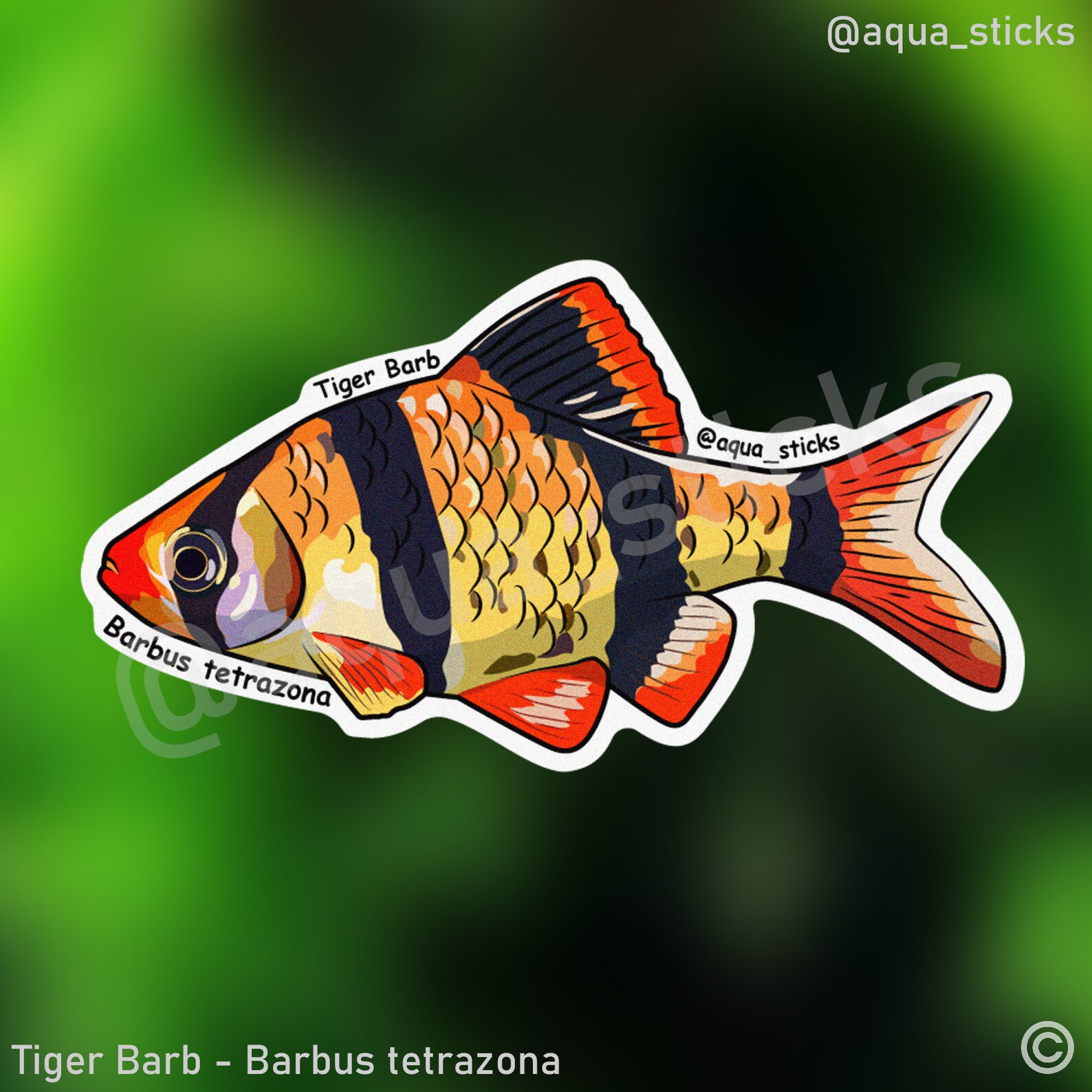 Tiger Barb - Vinyl Sticker - Etsy