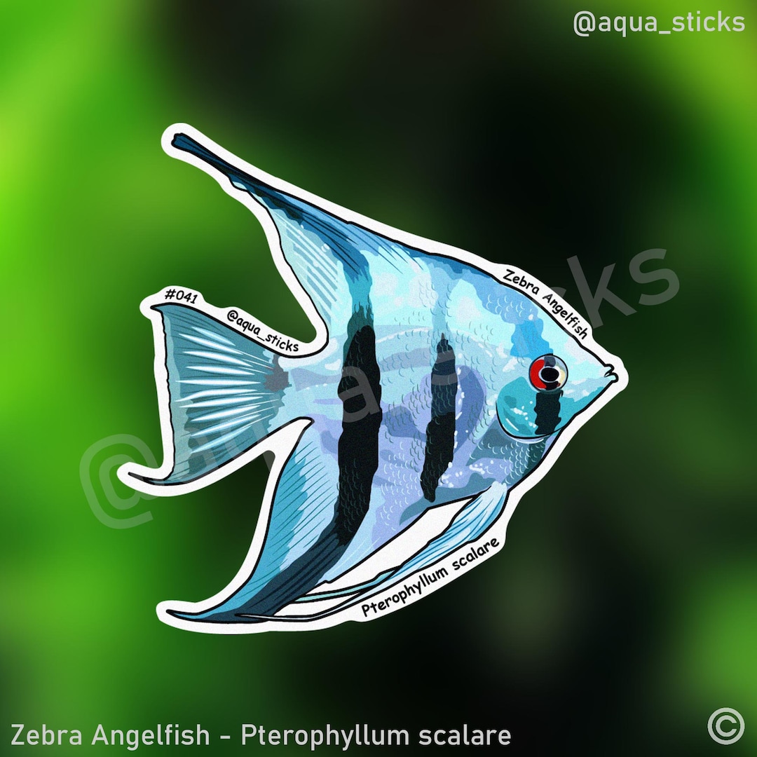 Zebra Angelfish - Vinyl Sticker - Etsy