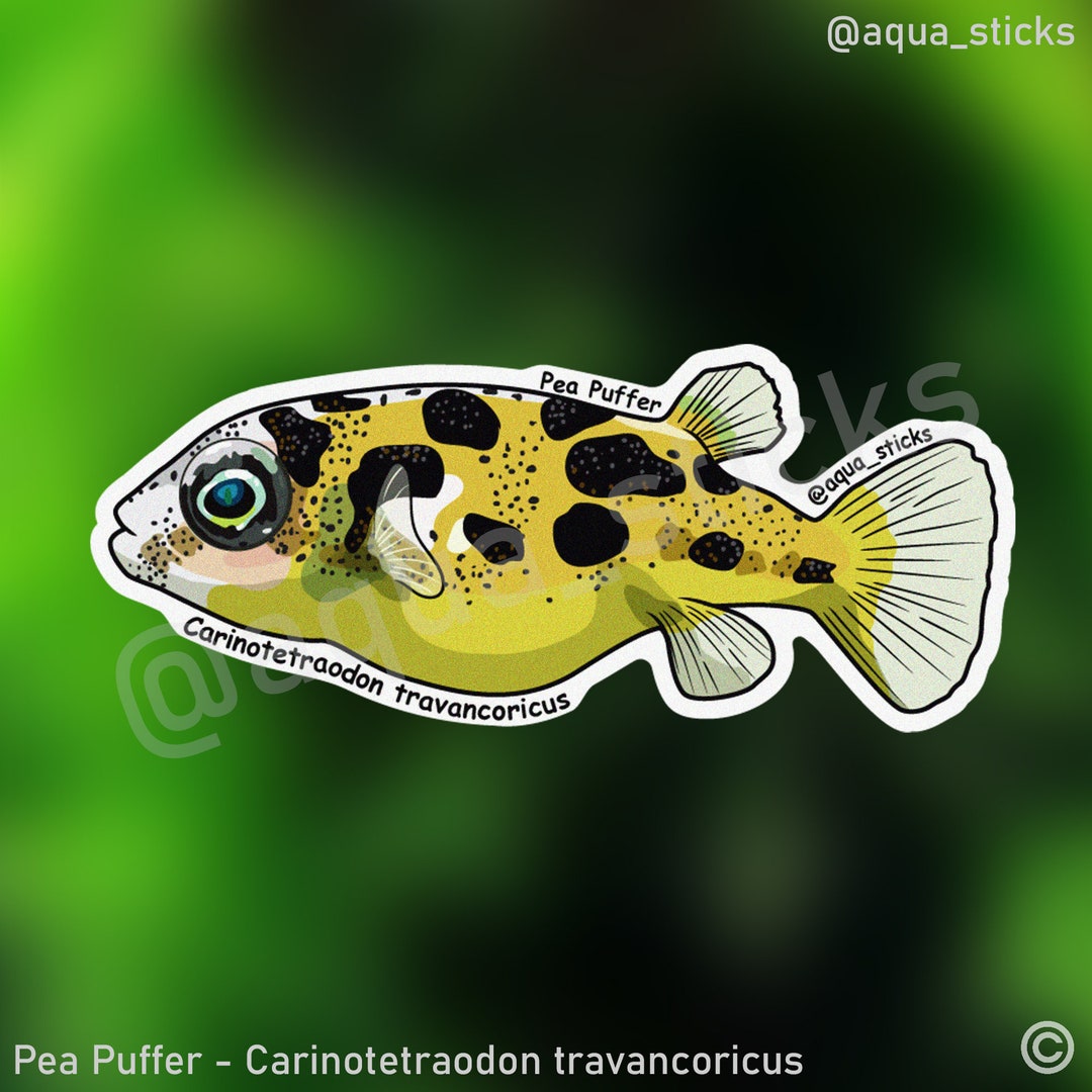 Pea Puffer Fish Vinyl Sticker - Etsy
