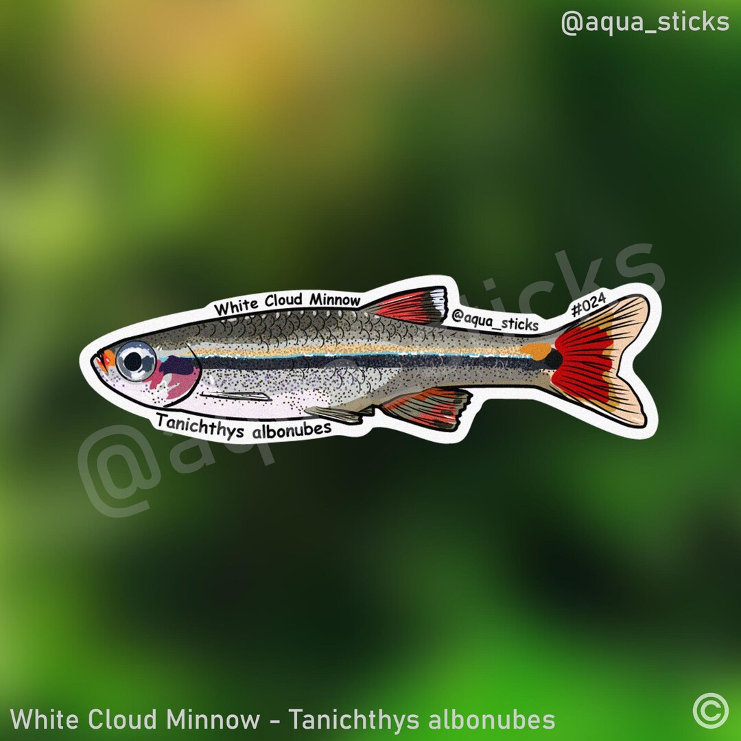 White Cloud Minnow - Vinyl Fish Sticker - Etsy
