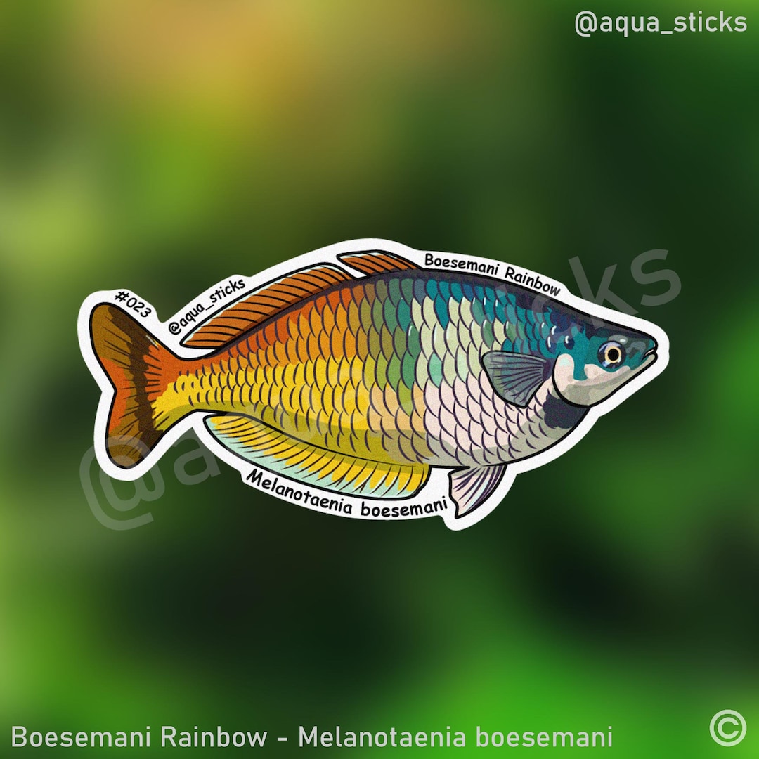 Boesmani Rainbow - Fish Vinyl Sticker - Etsy