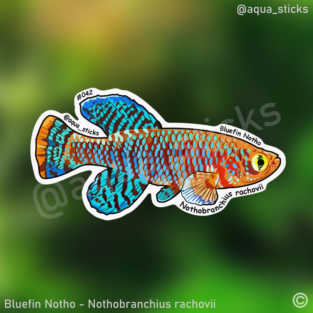 Bluefin Notho - Vinyl Fish Sticker - Etsy