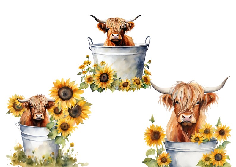 Highland Cow Sunflower PNG Clipart Set 19 Watercolor Images, Scottish ...
