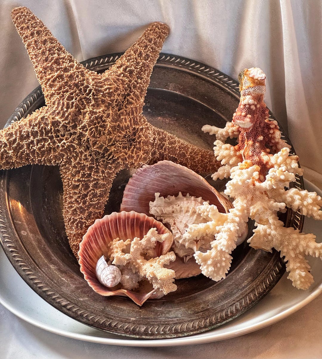 Vintage Sea Shell Collection in Silver Bowl Large Starfish Specimen ...