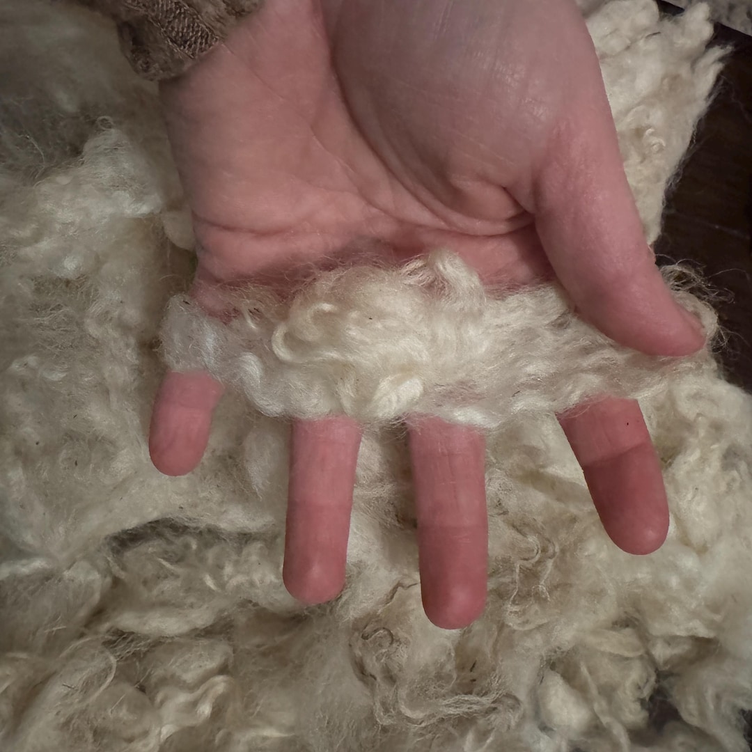Valais Blacknose Sheep Fleece Raw/washed and Skirted Fiber for Spinning ...