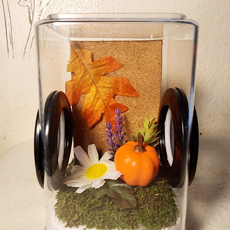 Jumping Spider Enclosure - Etsy