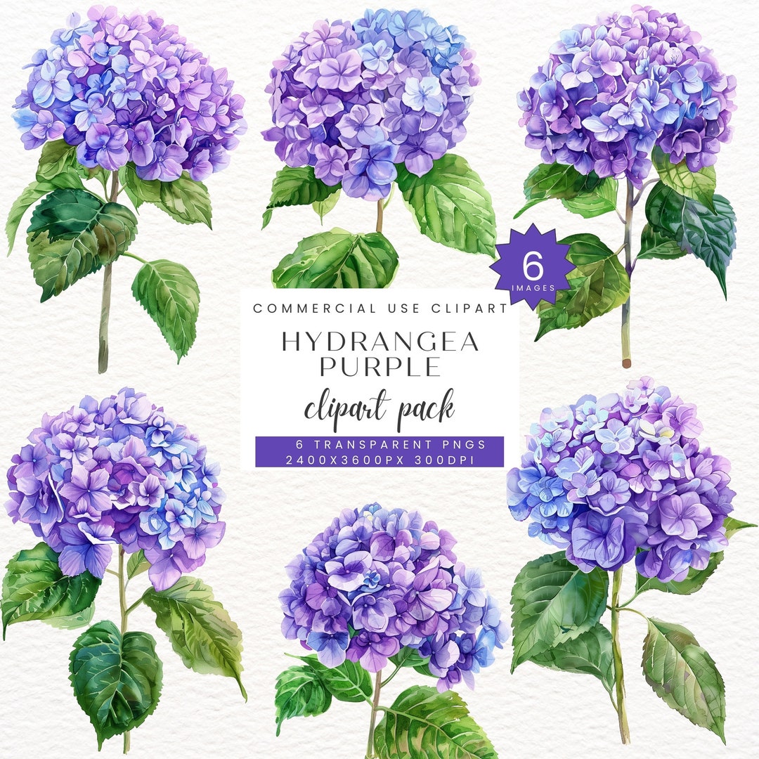 Watercolor Purple Floral Clipart Hydrangea, Leaves and Stem Single ...